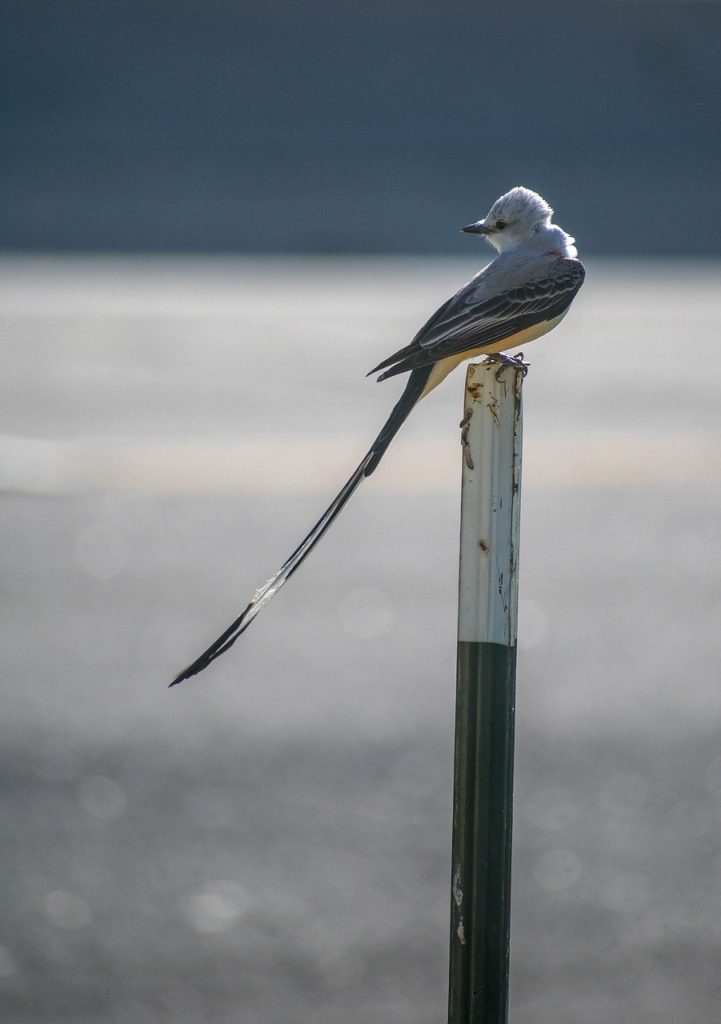 Scurlock Farms - Birds of Williamson County TX +Georgetown